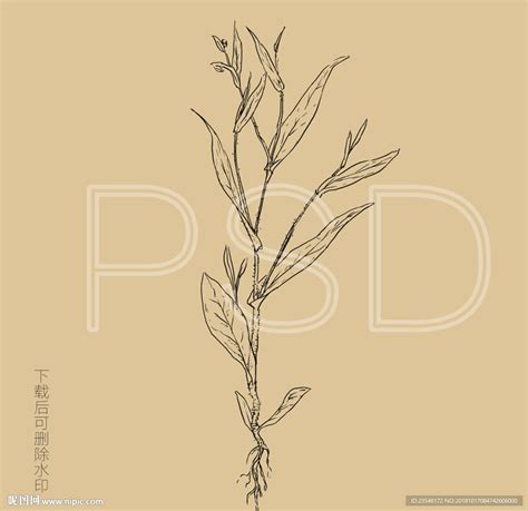 鸡娃草设计图绘画书法文化艺术设计图库昵图网