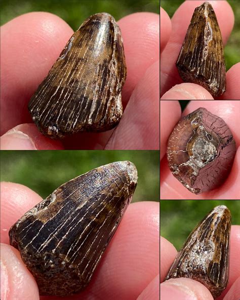 Cf Prognathodon Sp Cretaceous The Fossil Forum