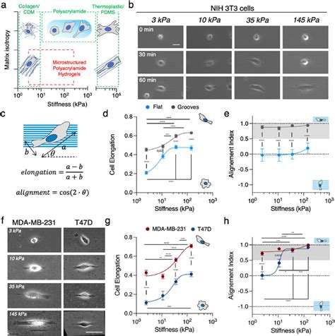 substrate stiffness modulates topographical contact guidance a