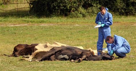 Antraks Pengertian Cara Penularan Gejala Dan Pengobatan