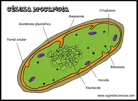 Partes De La Celula Procariota Imagui