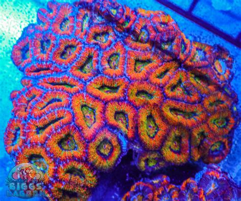 Sold Acan Rainbow Colony Biggs Lagoon