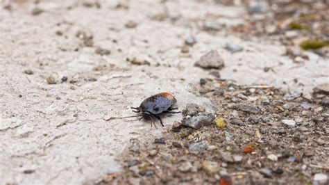Big Black Madagascar Cockroach Crawling And Running In Natural Habitat