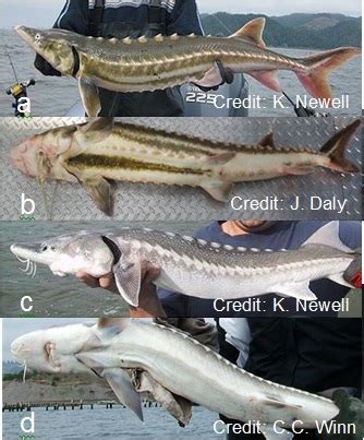 Green Sturgeon