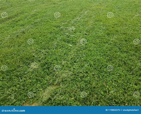 Mowed Or Cut Green Grass Stock Image Image Of Yard 119803375