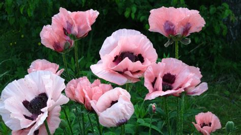 31 Beautiful Poppy Varieties For Your Garden