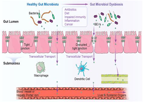 Figure 3 From Bacterial Extracellular Vesicles As Bioactive