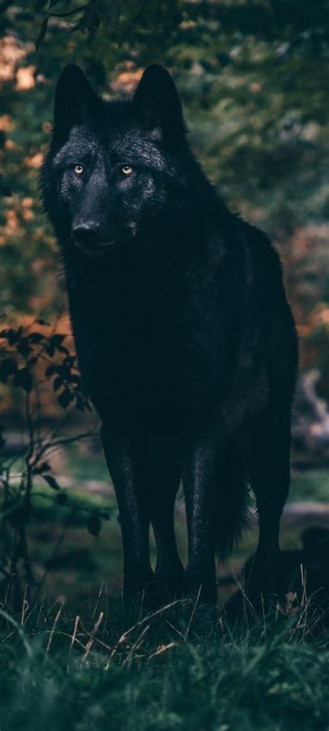 Majestic Black Wolf In The Grass