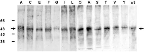 Protein Expression Of Glyr 1 Wild Type And 1250 Mutants Western Download Scientific Diagram