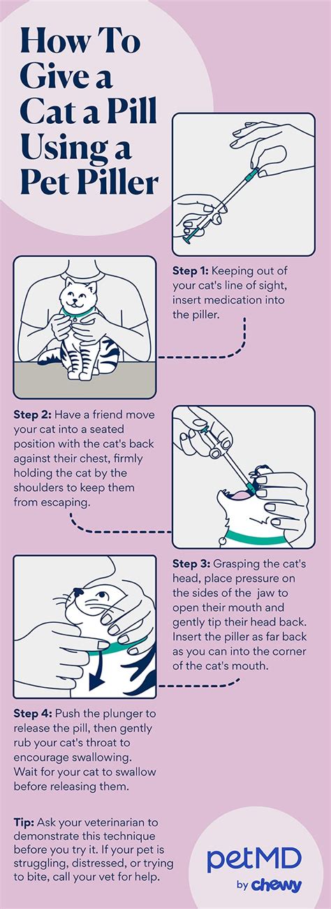 How To Give A Cat A Pill Petmd