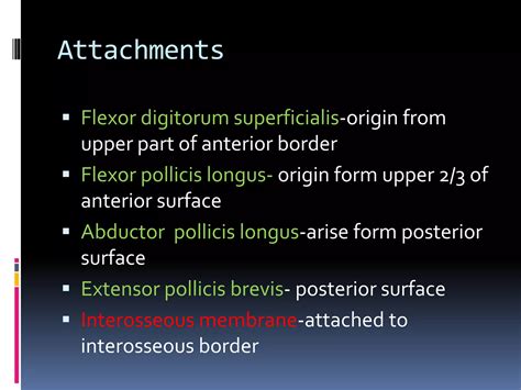 Radius Bone Anatomy Pptx