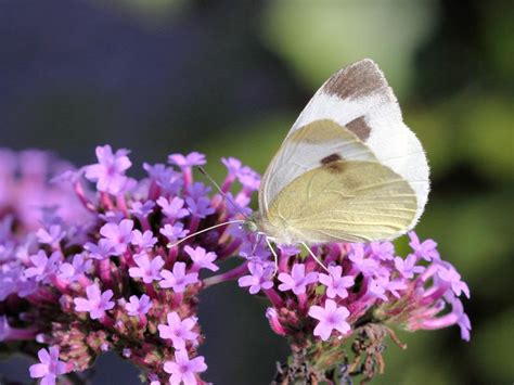 Scheefbloemwitje Duikt Voor Het Eerst Op In Vlaanderen Natuurpunt