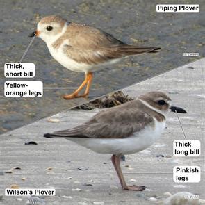 Piping Plover Photographic Identification Guide