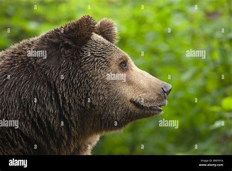 Grizzly Bear Profile