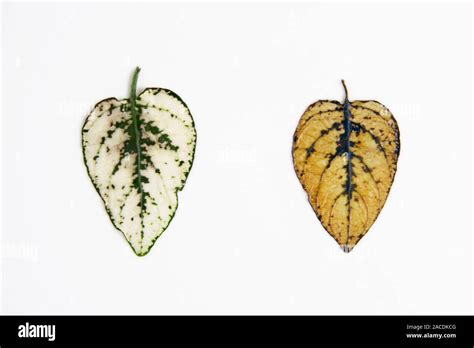 Leaf Starch Test On A Variegated Leaf One Lacking Green Chlorophyll In
