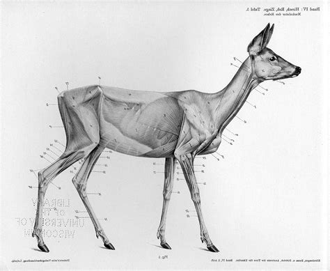 Deer Anatomy Drawing At Explore Collection Of Deer