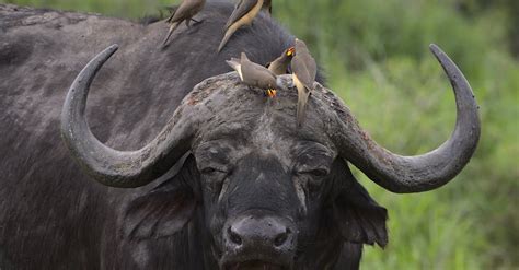 Búfalo Com Pica Boi De Bico Amarelo Na áfrica Do Sul · Foto