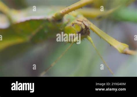 Jungle Nymph Stock Videos And Footage Hd And 4k Video Clips Alamy