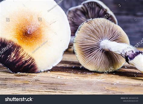 Cubensis Gills
