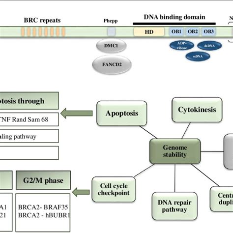 The Gene Structure Of Brca2 A And The Overall Contribution Of This Download Scientific