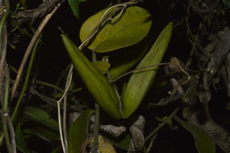 Tylophora Eflora Of India