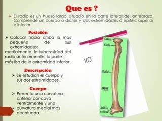 Radio Anatomia 1pdf