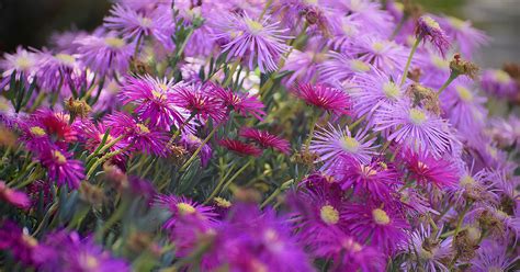 California Aster Growing And Care The Garden Magazine