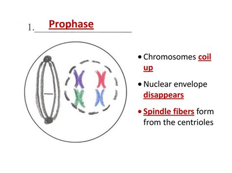 Cell Division—mitosis Ppt Download