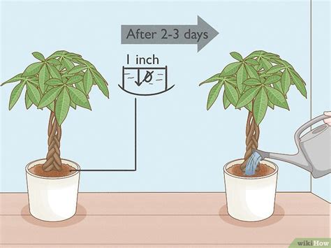 How To Care For A Money Tree Water Sun And Other Requirements