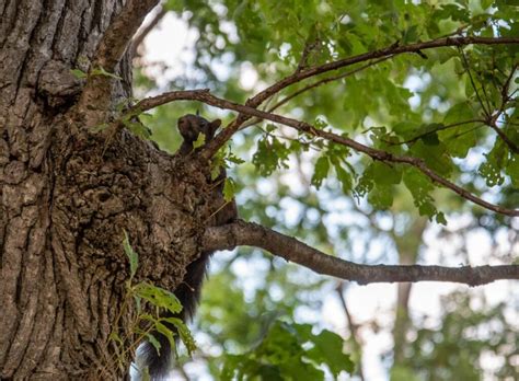 Olean Chamber Encourages Locals To Mark Squirrel Appreciation Day Jan 21 Olean Times Herald