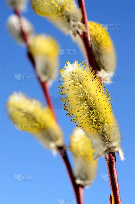 盛开的柳枝对蓝天的特写
