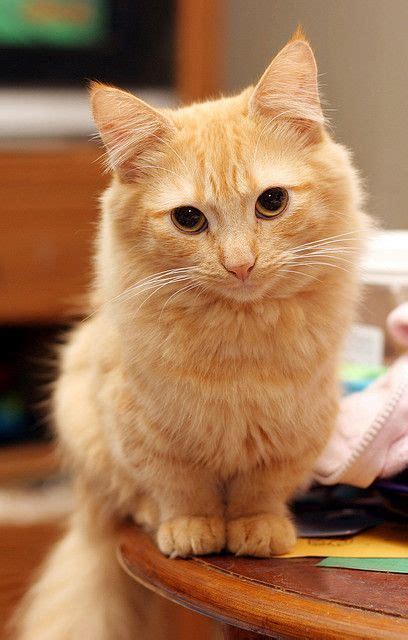 Пин на доске All About Cats