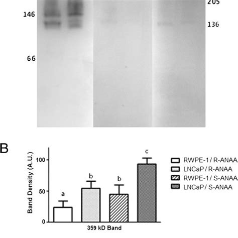 Esterase Activity Profiling And The Esterase Prodrug Strategy Proposed