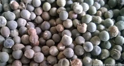 How To Grow Okra In 9 Simple Steps Micro Farm Guide