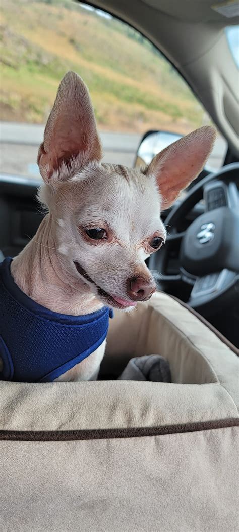 Live Love Chihuahua ️ Chico Our Rescue Pup Facebook