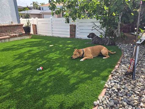 Comparing Pet Friendly Turf Options Which Type Is Right For Your Pets