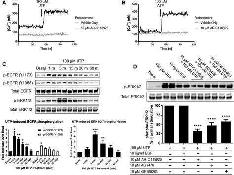 P2y2 Receptors Mediate Nucleotide Induced Egfr Phosphorylation And