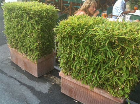 Chi Ha Esperienza Di Bambu Siepe Siepi Sempreverdi Di Bambù In