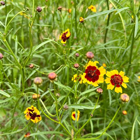 Dyers Coreopsis Seeds Hudson Valley Seed Company