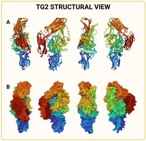 The Role Of Transglutaminase 2 In Cancer An Update