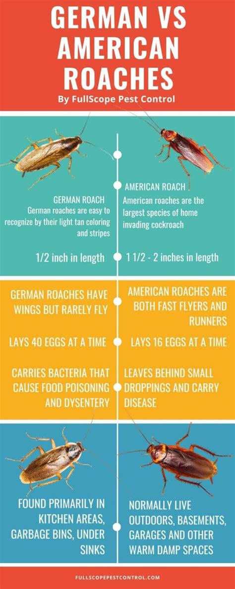 German Roach Vs American Roach Battle Of The Pests