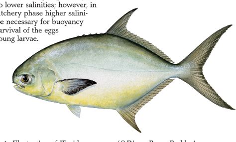 Figure 1 From Species Profile—florida Pompano Semantic Scholar