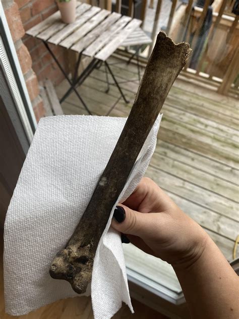 Squirrel Brought This Bone Onto My Patio And It Looks A Little Too