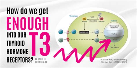 How Do We Get Enough T3 Into Thyroid Hormone Receptors Thyroid