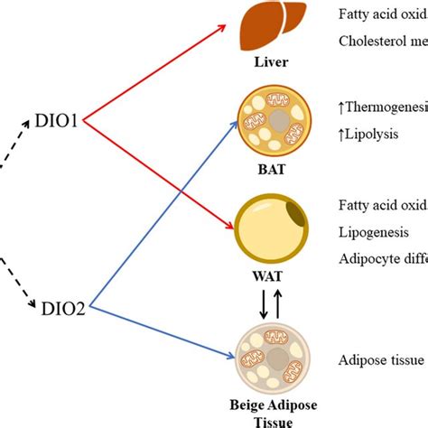 The Role Of Selenium And Deiodinases In Regulating Lipid Metabolism In