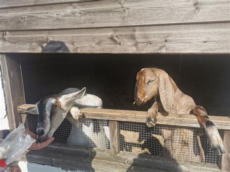 Dwyfor Ranch Rabbit Farm And Animal Park Llanystumdwy 2021 Qué