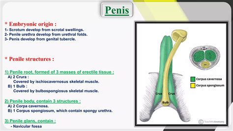 Anatomy Anatomy Of Male Genital Tract Pdf