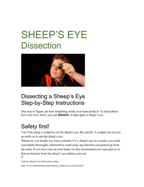 Sheeps Eye Dissection