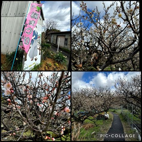 青谷梅林 ･ﾟ 美･happy ②