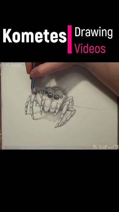 Drawing A Realistic Jumping Spider In Pencil Jumpingspider